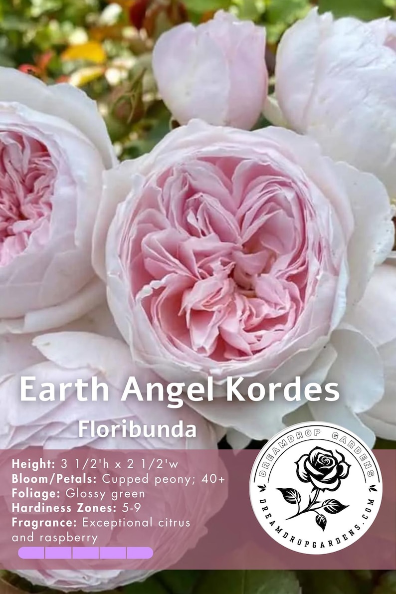 Highly Fragrant Rose Earth Angel Parfuma - Light Pink Sakura Colored - Etsy