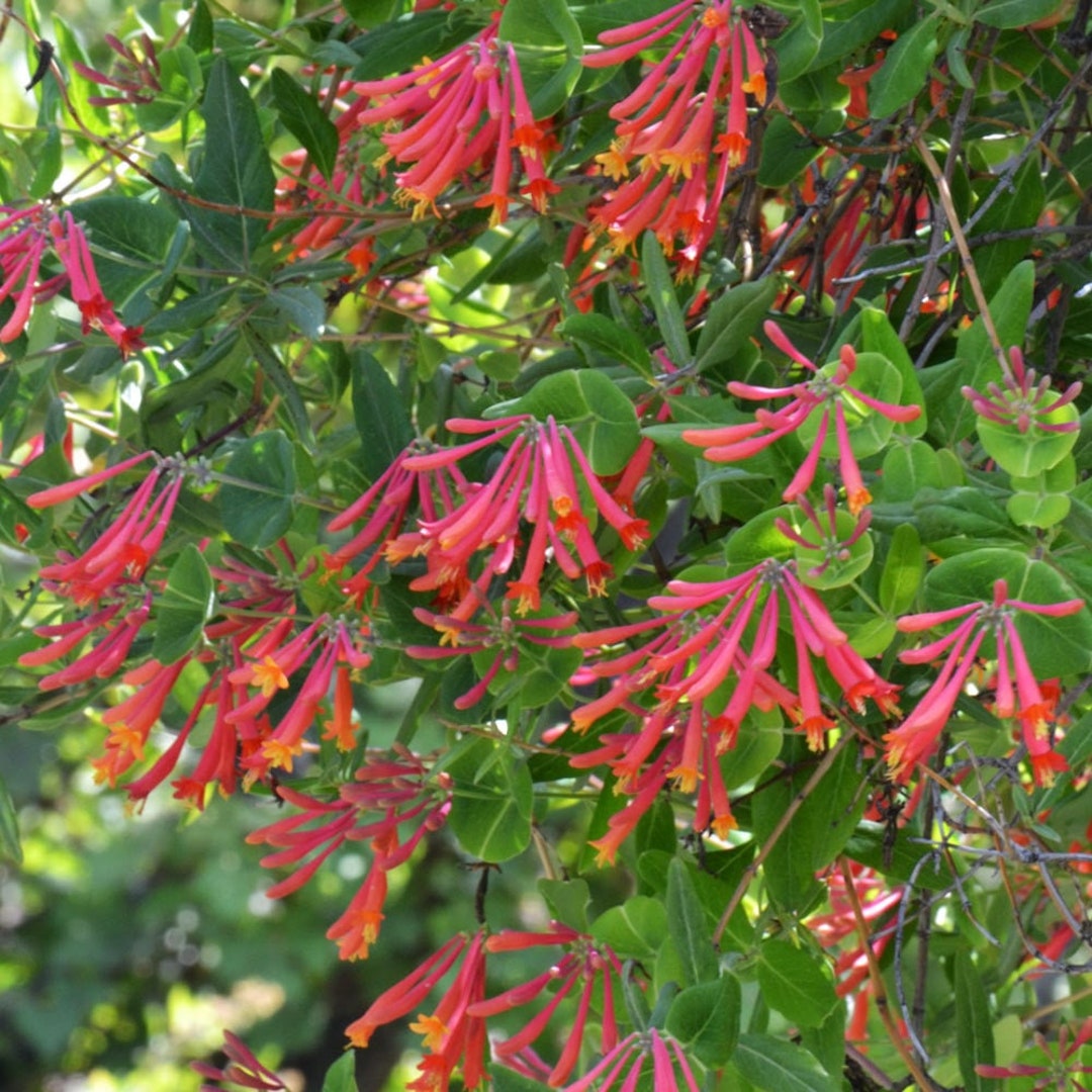 Honeysuckle - Red - Major Wheeler - Attracts Hummingbird and ...