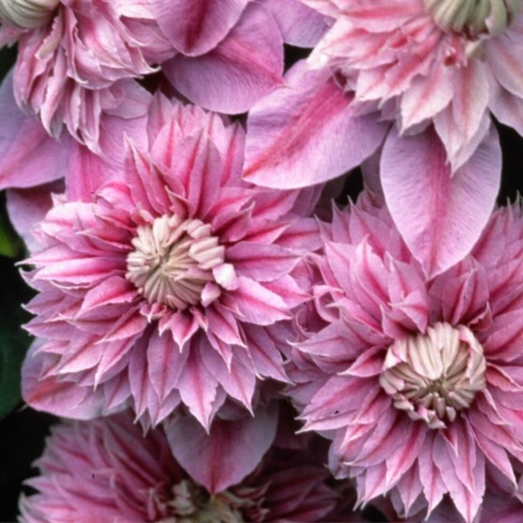 Clematis Flowering Vine Plant - Ruffle Bloom Pink Flowering Vine ...