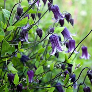 Clematis - Blue Mermaid Tears - Bell Shaped Indigo Blue Violet ...