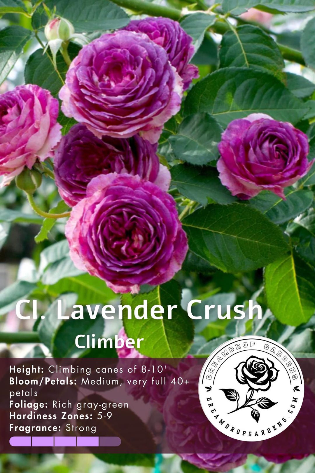 Fragrant Rose Climbing Lavender Crush - Purple - Etsy