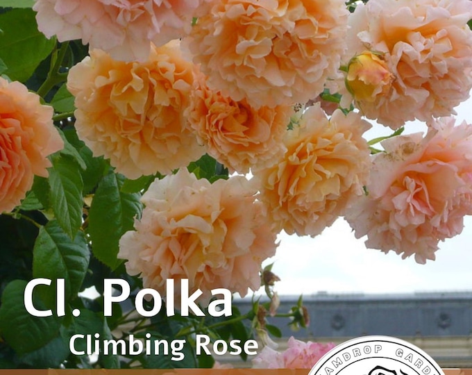 Extremely Fragrant Climbing Rose - Polka - Apricot Creme - Vigorous - Etsy