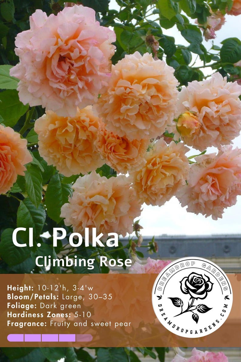 Extremely Fragrant Climbing Rose - Polka - Apricot Creme - Vigorous - Etsy