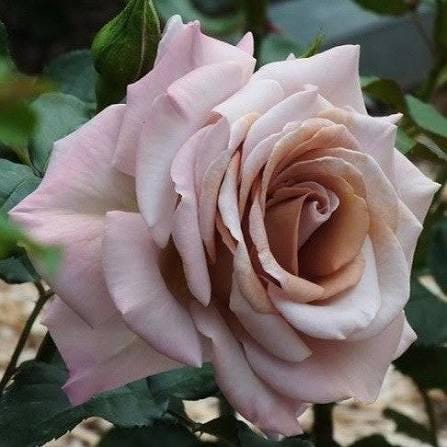 Stephen Rulo™ Rose – Smoky Lavender Drama With Golden Undertones - Etsy