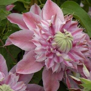 Clematis Flowering Vine Plant - Ruffle Bloom Pink Flowering Vine ...