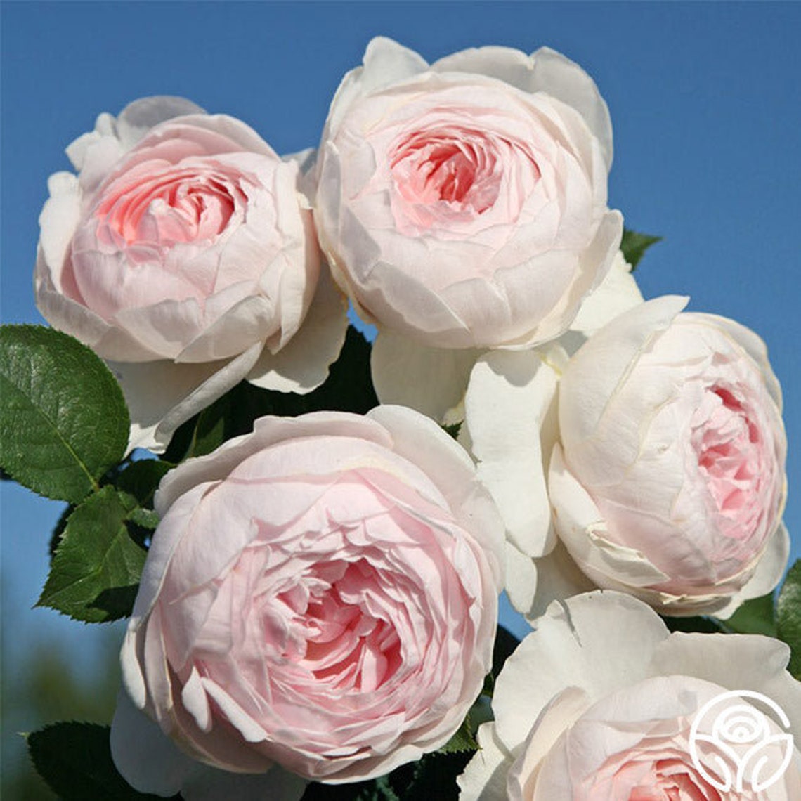 Highly Fragrant Rose Earth Angel Parfuma - Light Pink Sakura Colored - Etsy