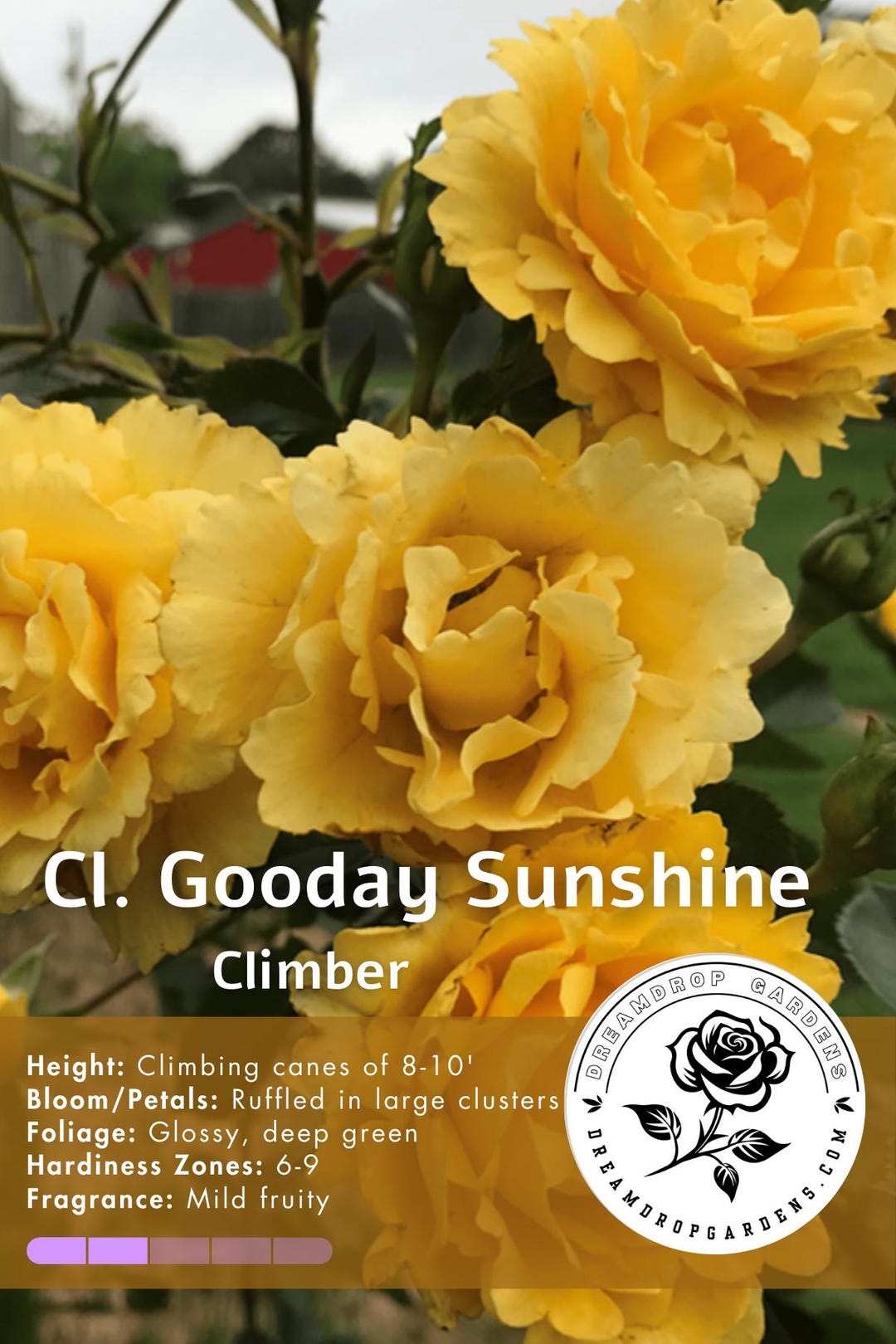 Climbing Rose Good Day Sunshine - Yellow - Etsy