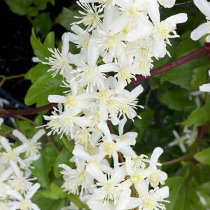 Clematis - White Pixie Dust - Sweet Autumn Blooming - Fragrant ...