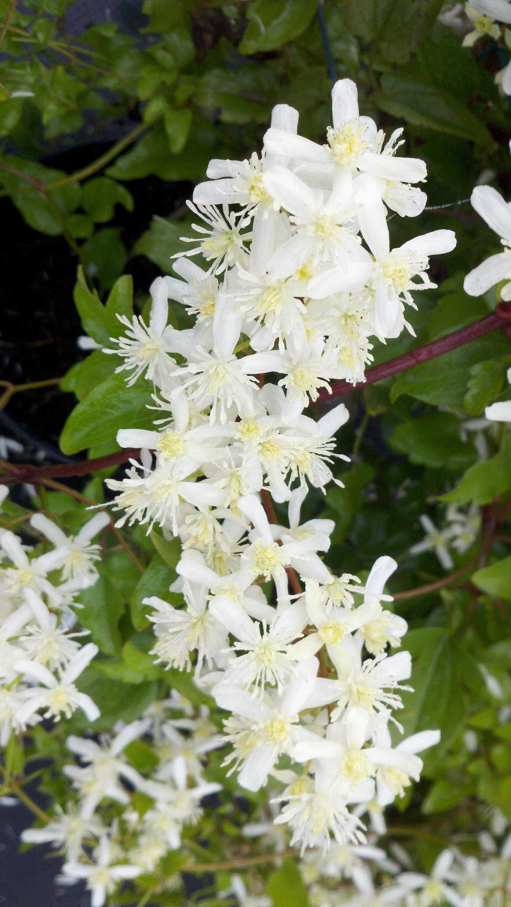Clematis - White Pixie Dust - Sweet Autumn Blooming - Fragrant ...