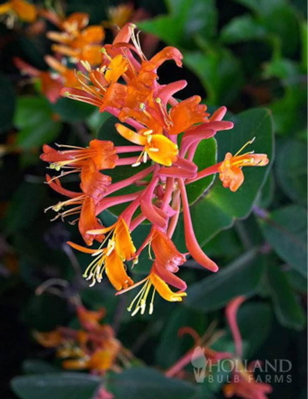 Honeysuckle - Dropmore Scarlet - Attracts Hummingbird and Butterflies ...