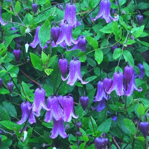 Clematis - Blue Mermaid Tears - Bell Shaped Indigo Blue Violet ...