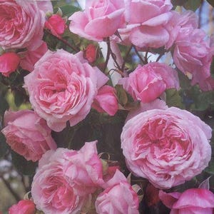 Fragrant English Rose Climbing Kiss Me Kate - Pink - Etsy