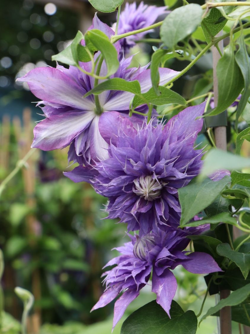 Clematis Flowering Vine Plant Ruffle Bloom Violet Purple - Etsy