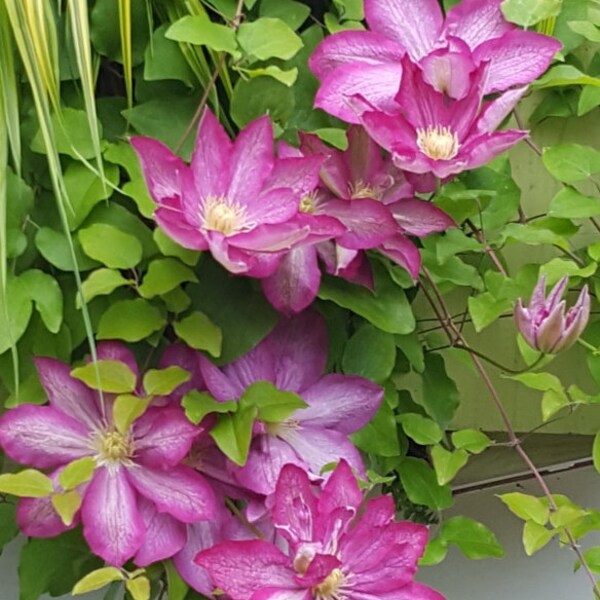 Clematis - Etsy