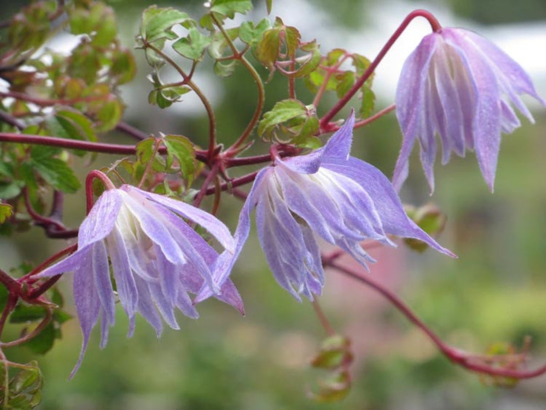 Clematis Alpina Blue Dancer Bell Shaped Periwinkle Climbing Vine - Etsy
