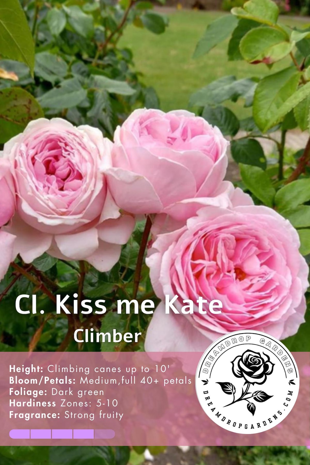 Fragrant English Rose Climbing Kiss Me Kate - Pink - Etsy