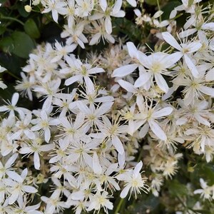 Clematis - White Pixie Dust - Sweet Autumn Blooming - Fragrant ...