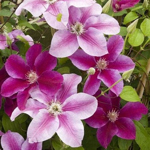 Clematis Flowering Vine Plant - Amethyst Ruby Color Changing - Starfire ...