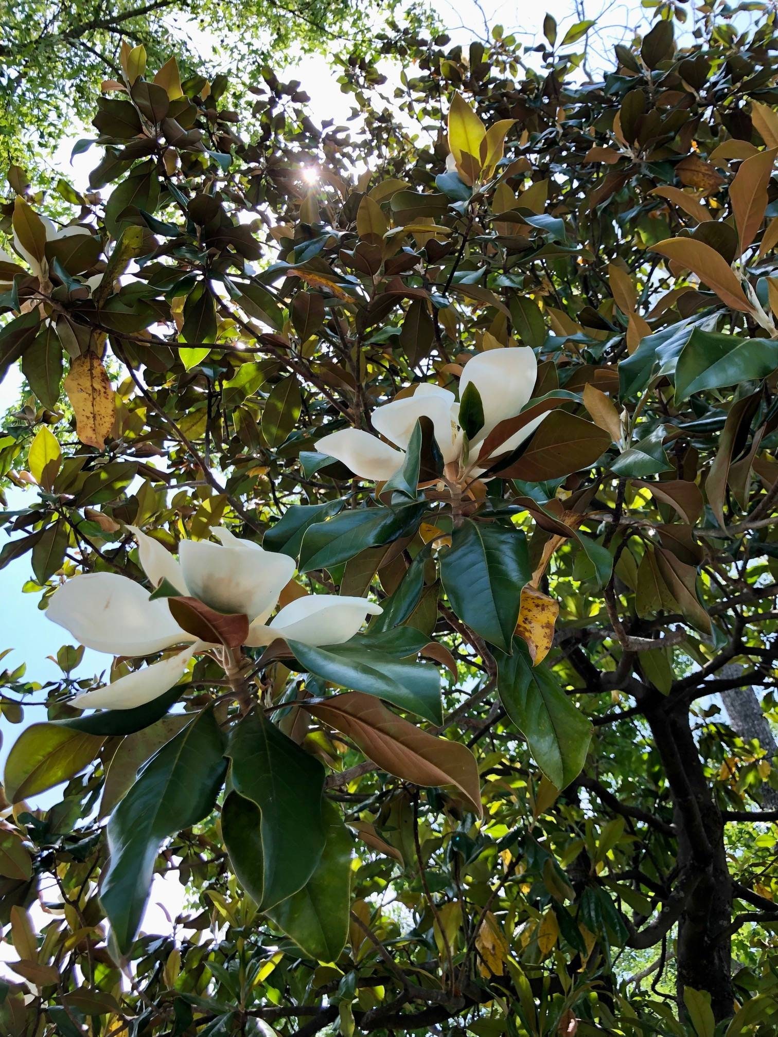 Southern Magnolia Tree Branch