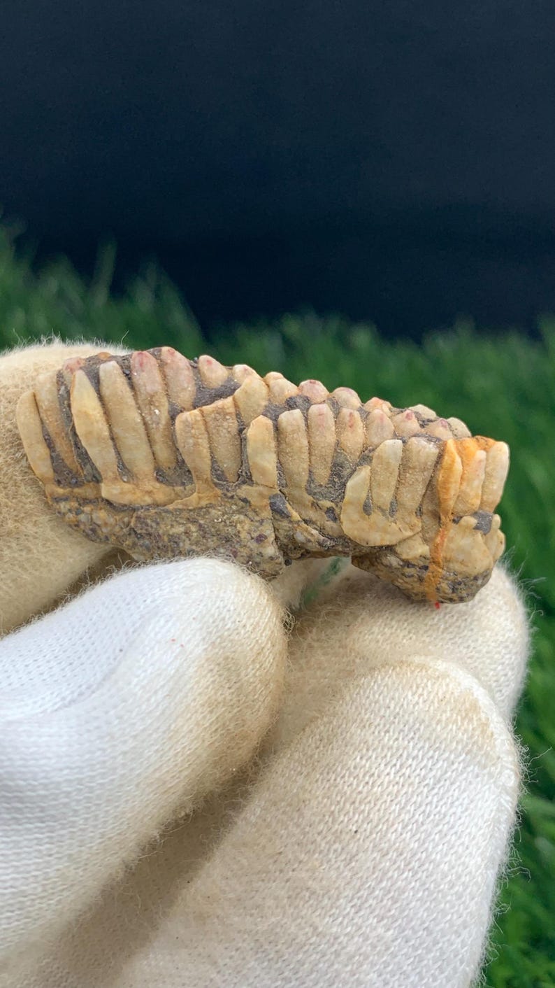 5g Ancient Stone Tooth in Mother Rock | Rare Antique Natural Crystal ...