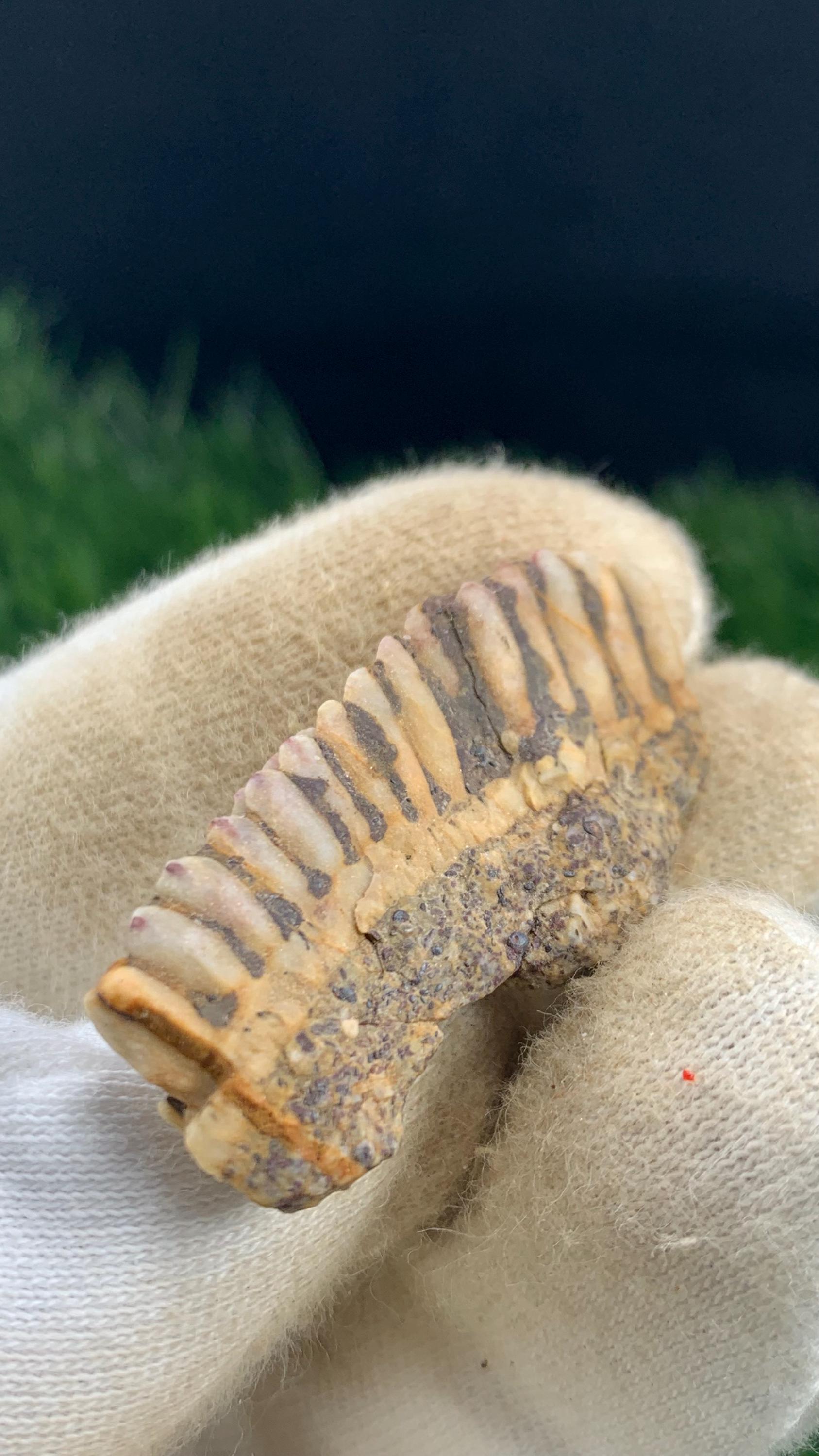 5g Ancient Stone Tooth in Mother Rock | Rare Antique Natural Crystal ...