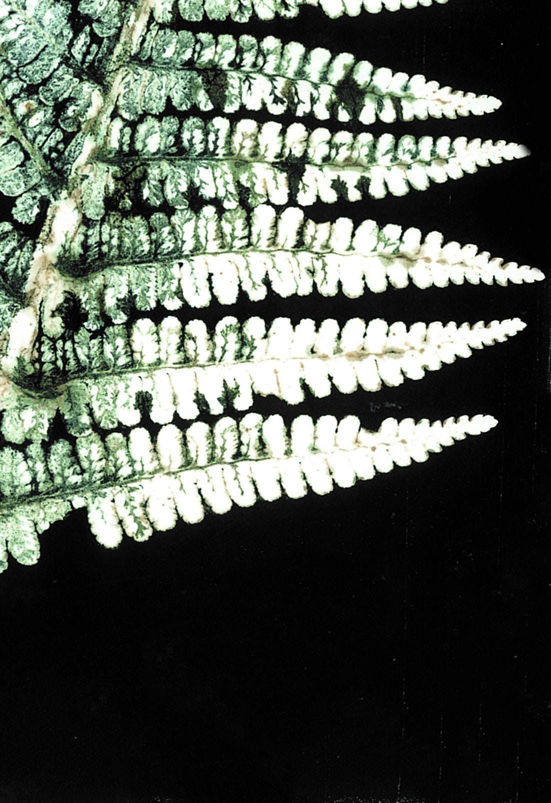 Fern, Fennel, Corn and Bleeding Hearts Monoprint, Handmade and ...