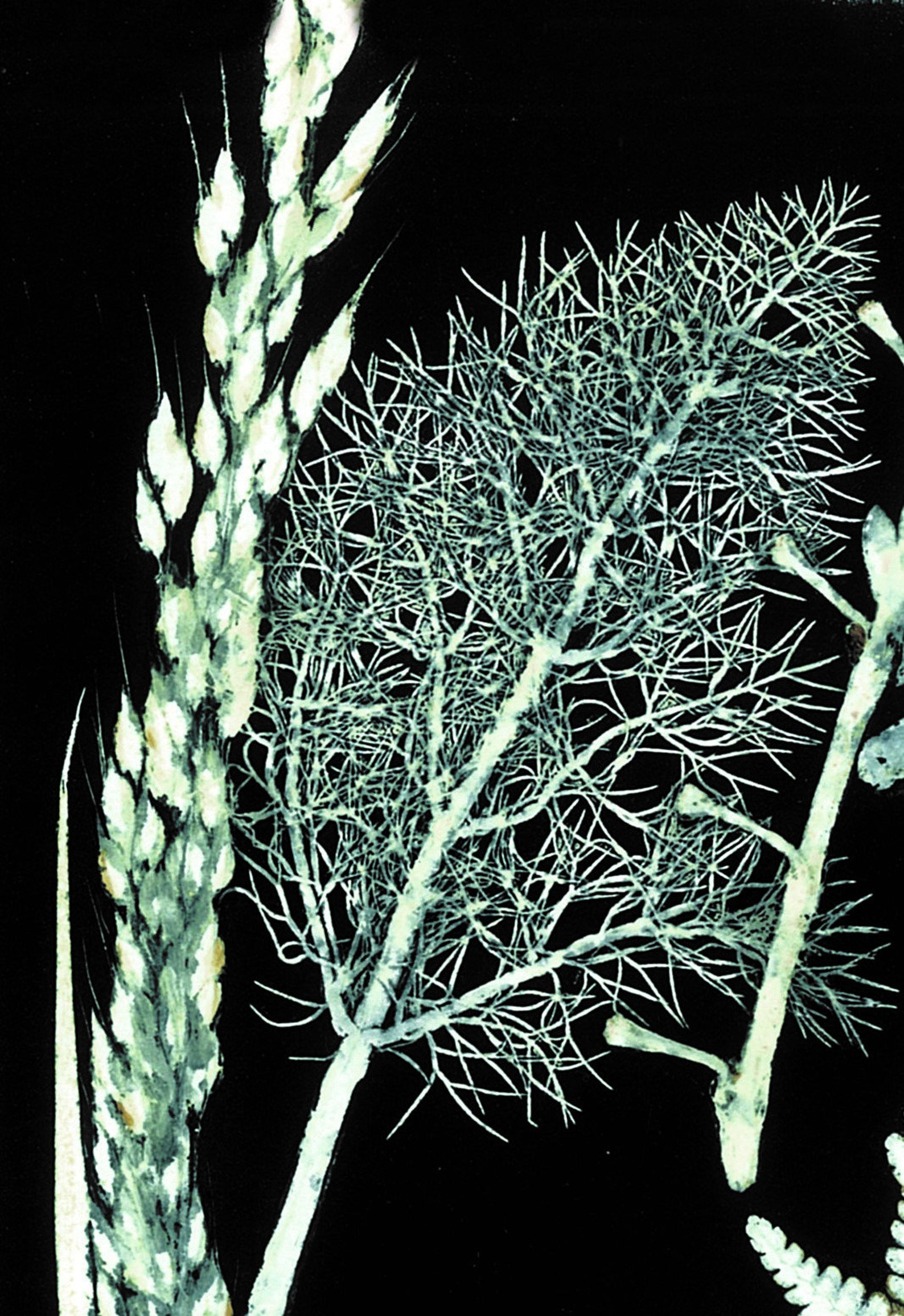 Fern, Fennel, Corn and Bleeding Hearts Monoprint, Handmade and ...