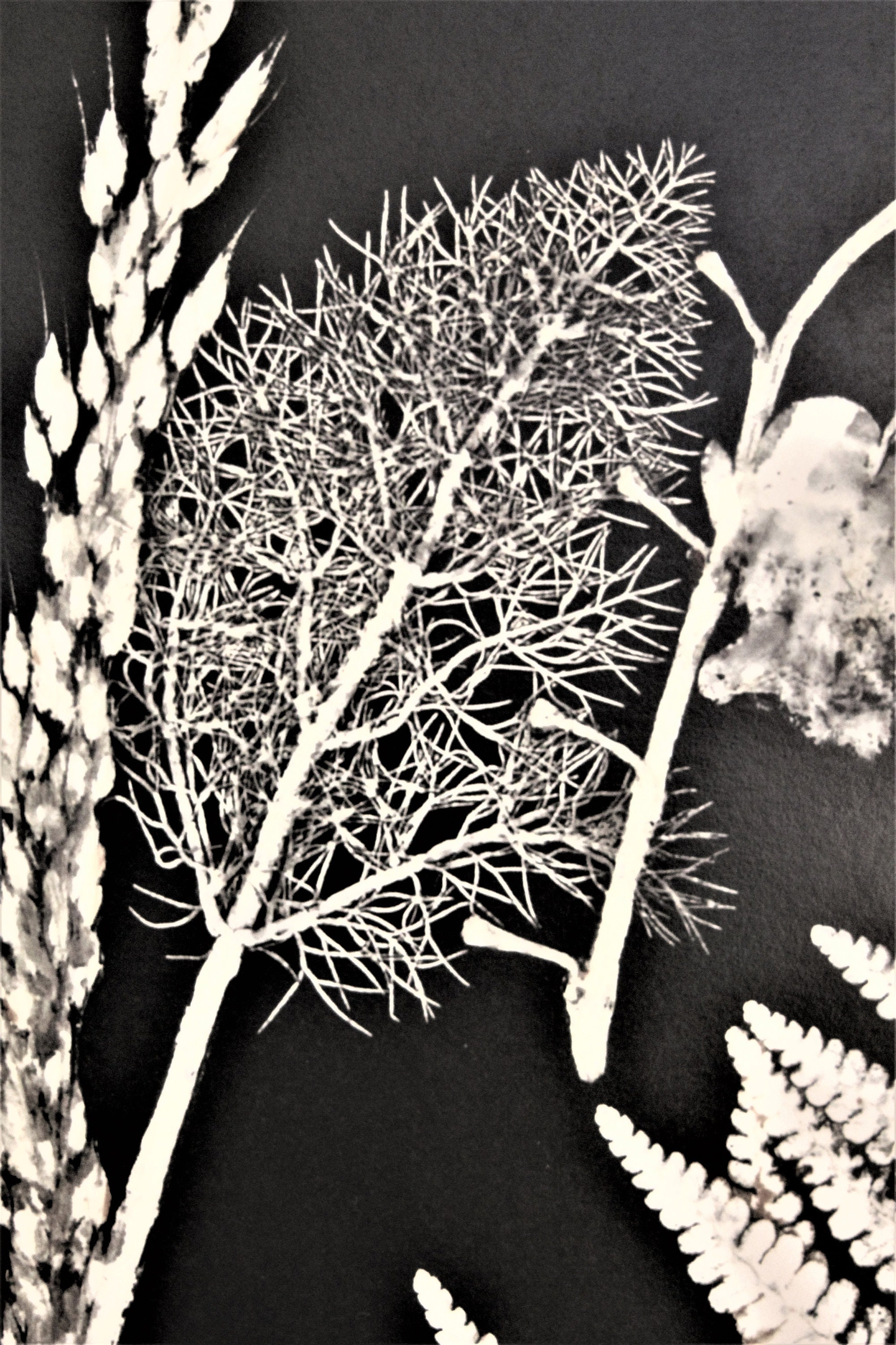 Fern, Fennel, Corn and Bleeding Hearts Monoprint, Handmade and ...