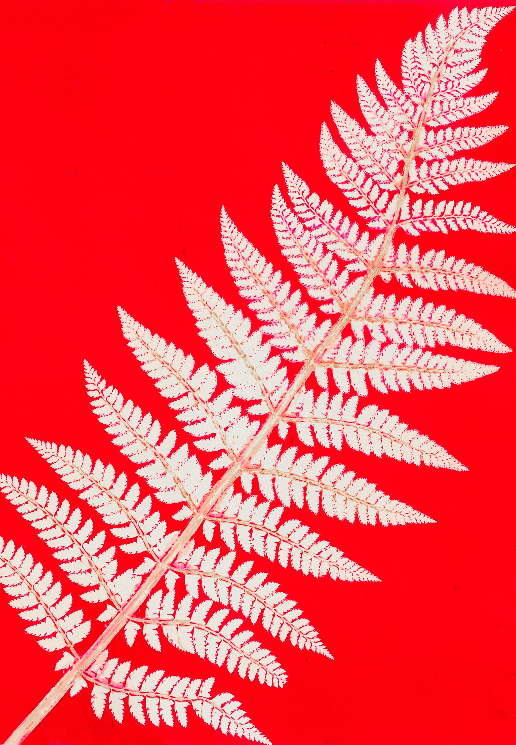 Red Fern Monoprint, Handmade and Handprinted Botanical/nature Art Print ...