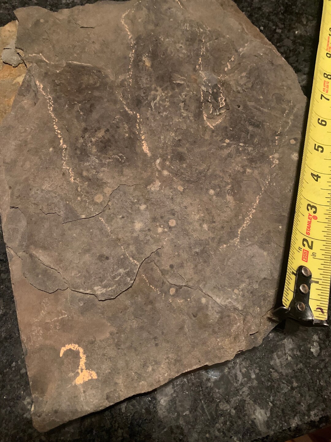 Dinosaur Fossil Foot Print 180 Million Yrs Old - Etsy