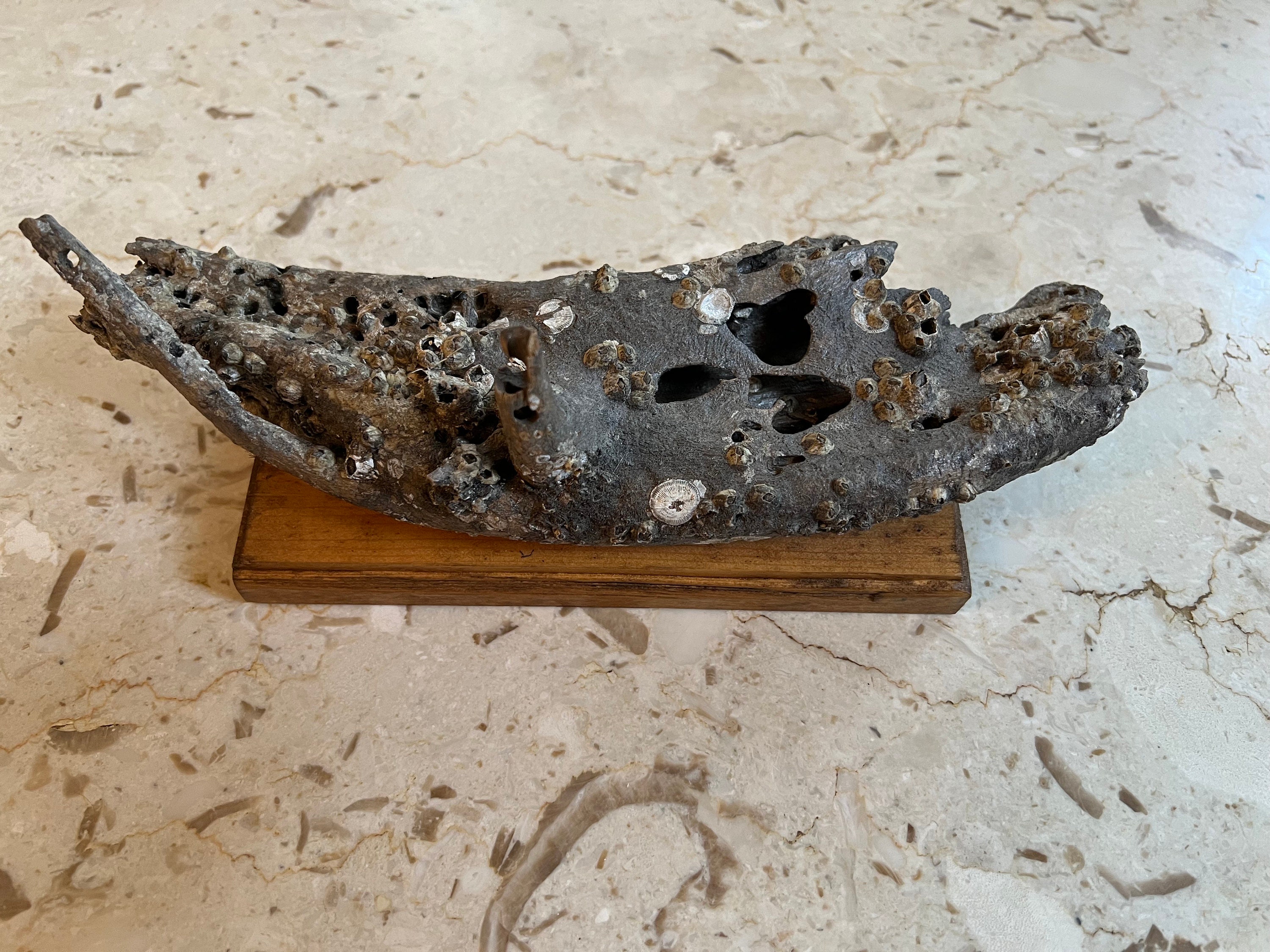 Drift Wood With Barnacles Wall Hanging or Table Top Deco. 12 Long X 4 ...