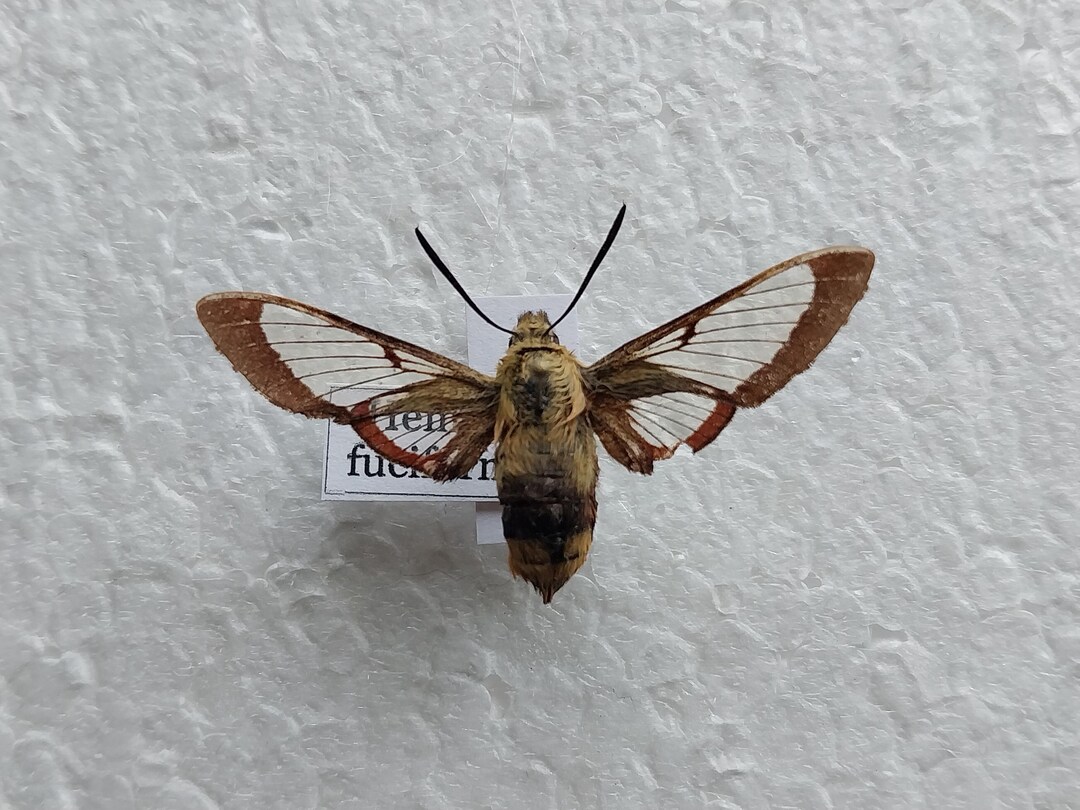Hemaris Fuciformis, Rare Dry Spread Mounted Hawk Moth From Russia, Dry ...