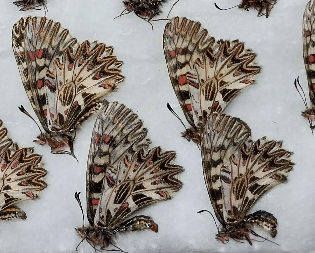 Zerynthia Polyxena 2 Pairs A1, Dry Unspread Butterflies From Ukraine ...