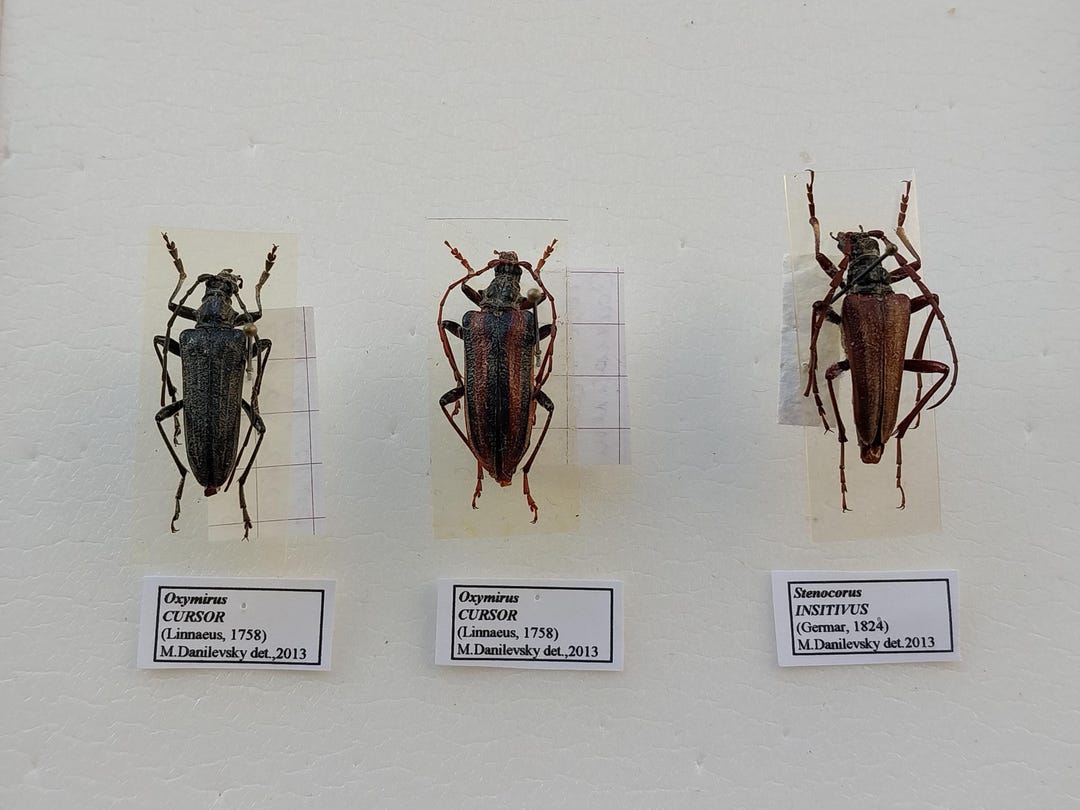 Cerambycidae Set of 3 Pcs., Stenocorus Insitivus, Oxymirus Cursor, Real ...