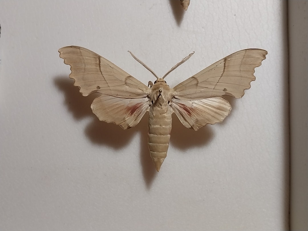 Marumba Quercus Male 96 Mm Dry Spread Mounted Marumba - Etsy