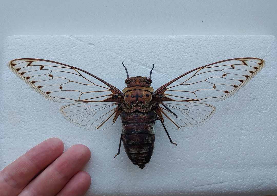Cicada, Real Dry HUGE Cicada, Dry Spread Mounted Cicada, Entomology ...
