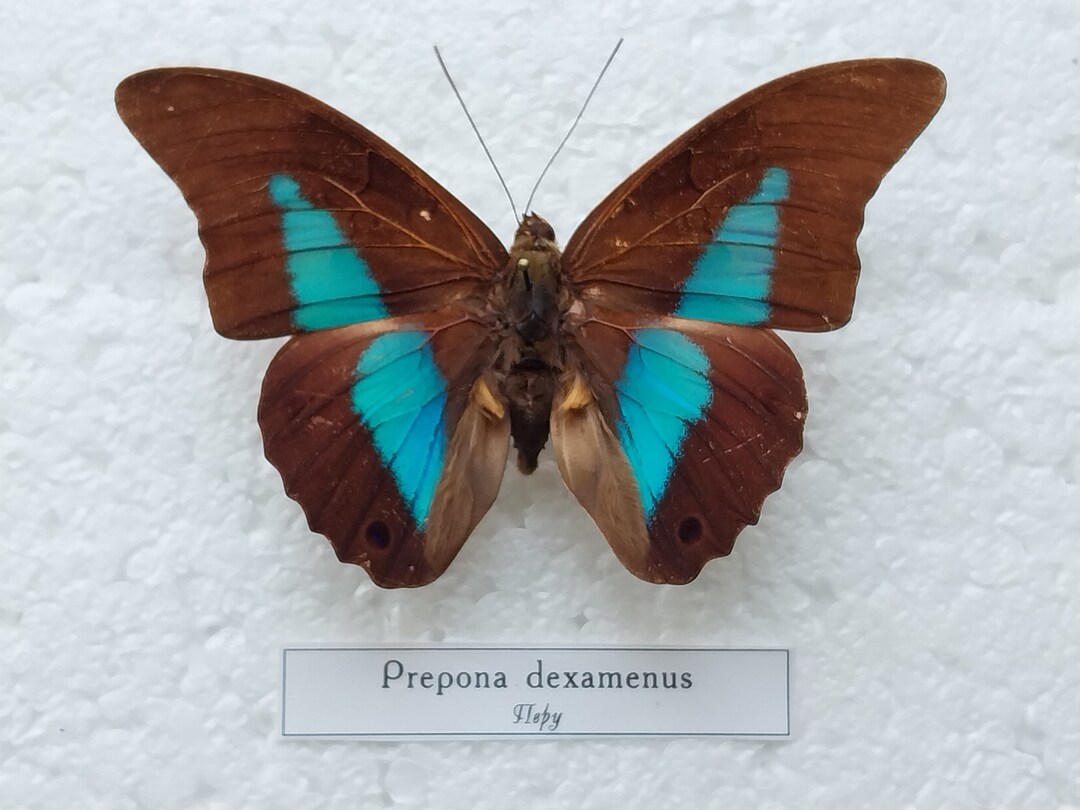 Prepona Dexamenus, Real Dry Spread Mounted Butterfly, Entomology ...
