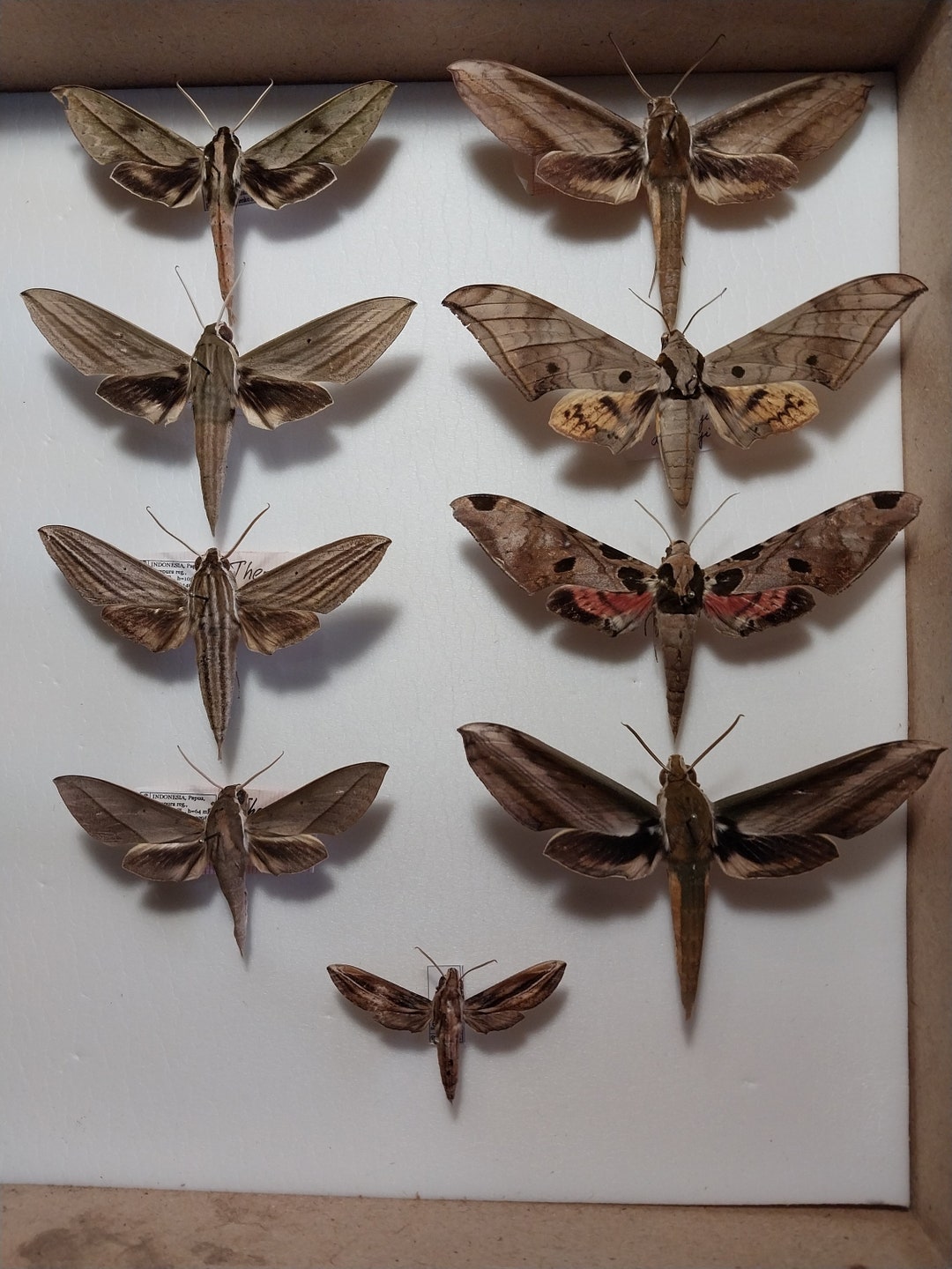 Sphingidae SET 9 Pcs, Dry Spread Mounted Hawk Moths, Dry Hawk Moths ...