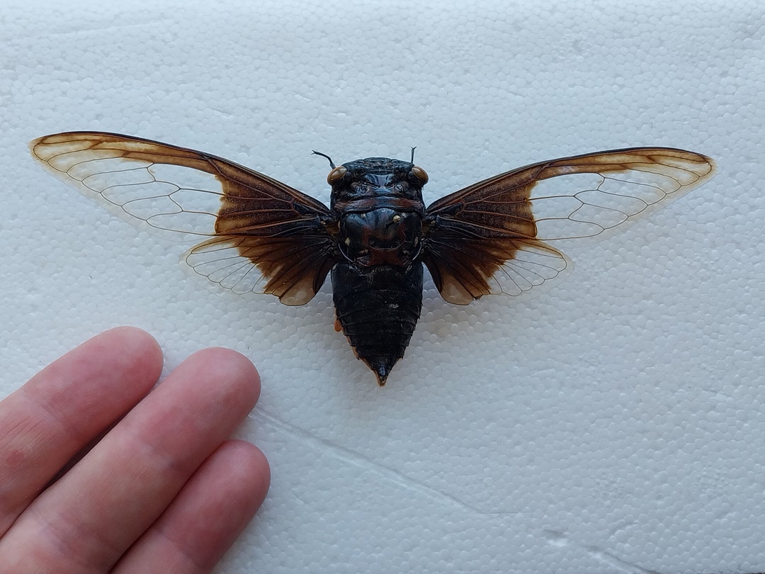 Cicada, Real Dry Big Cicada, Dry Spread Mounted Cicada, Entomology ...