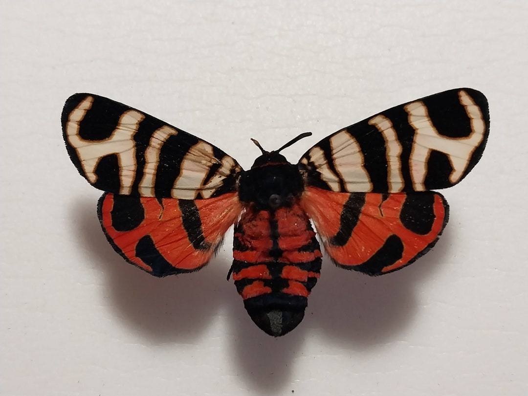 Euchoria Festiva Female With Defect, Tiger Moth, Real Rare Dry Spread ...