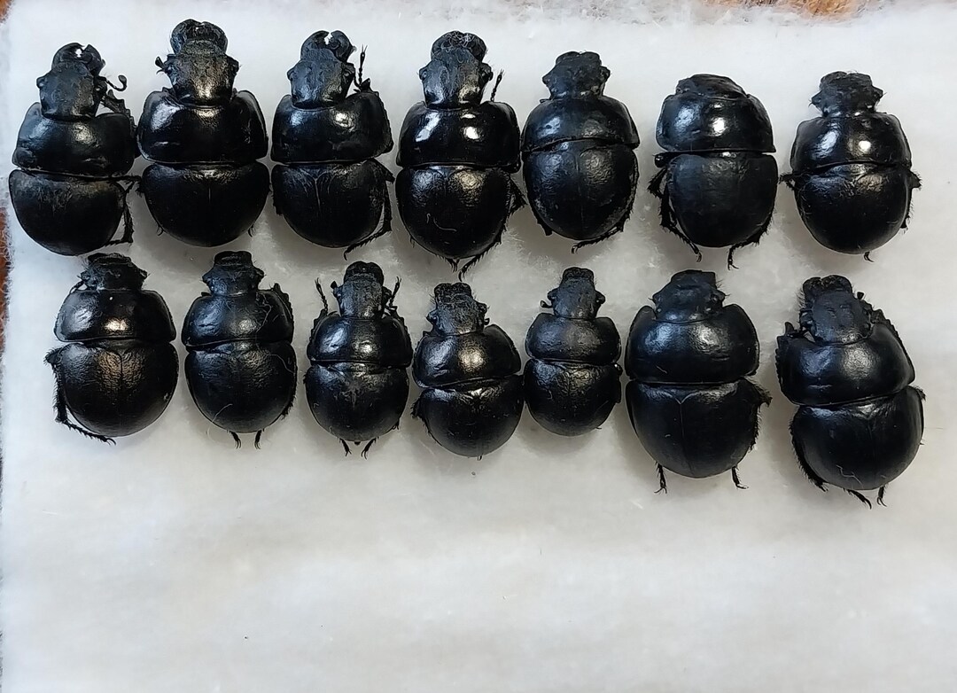 Lethrus Apterus Set 14 Pcs., Real Dry Unspread Unmounted Beetls ...