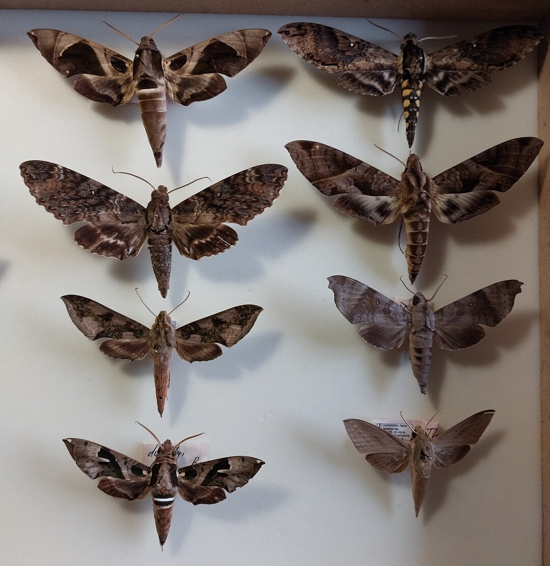 Sphingidae SET 8 Pcs, Dry Spread Mounted Hawk Moths, Dry Hawk Moths ...