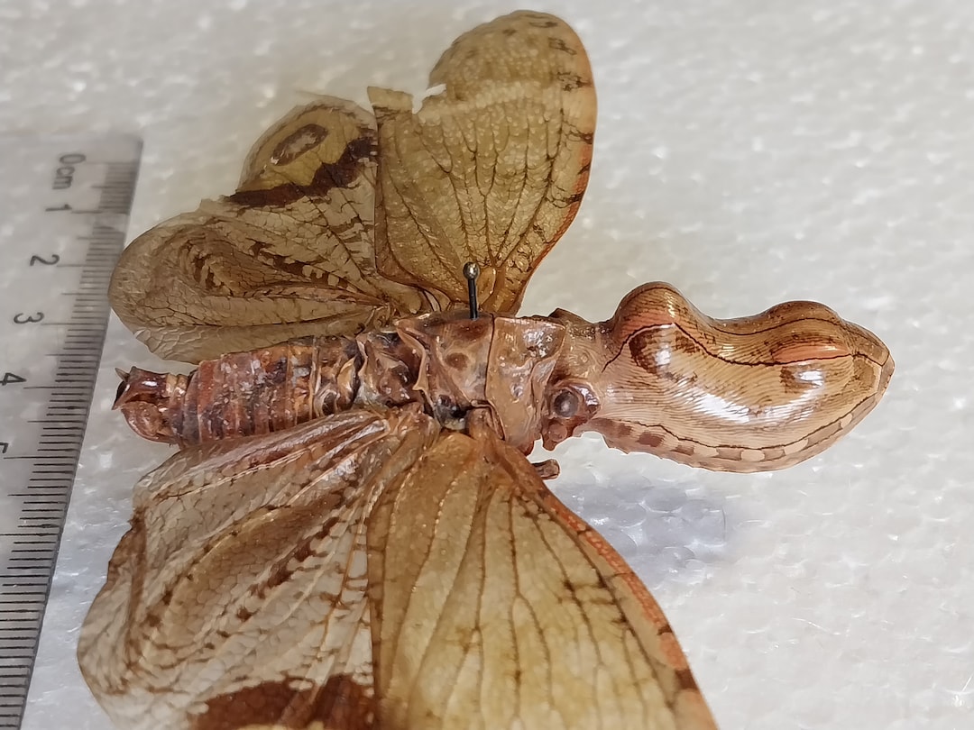 Cicada, Real Dry Big Cicada, Dry Spread Mounted Cicada, Entomology ...