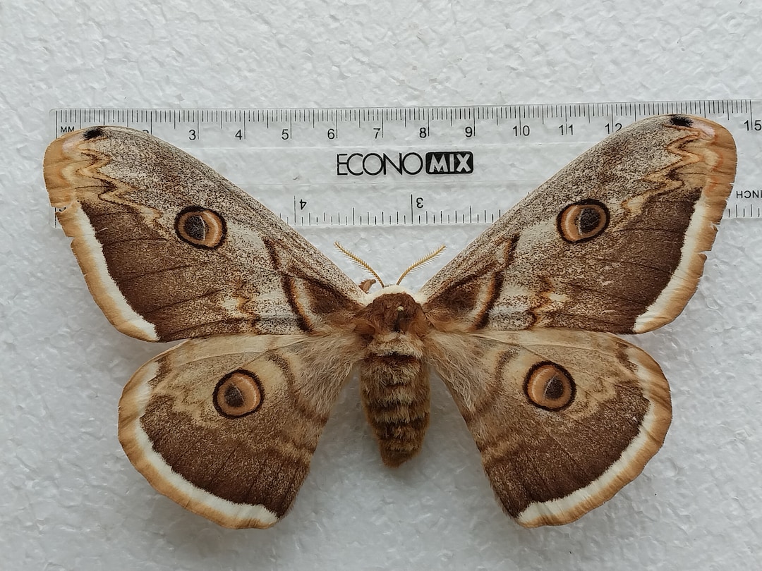 Saturnia Pyri, HUGE Female 140 Mm, Huge Peacock Moth, Dry Spread ...