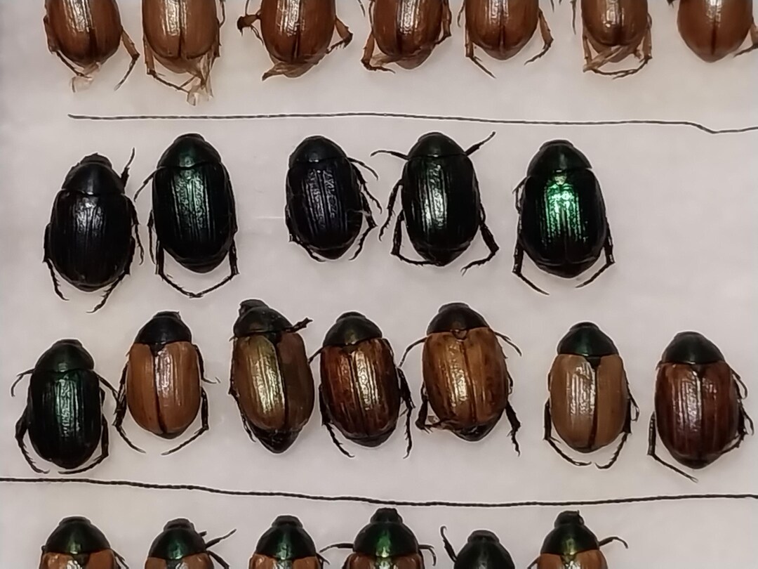 Scarabaeidae Set 12 Pcs., Real Dry Unspread Unmounted Beetles From ...