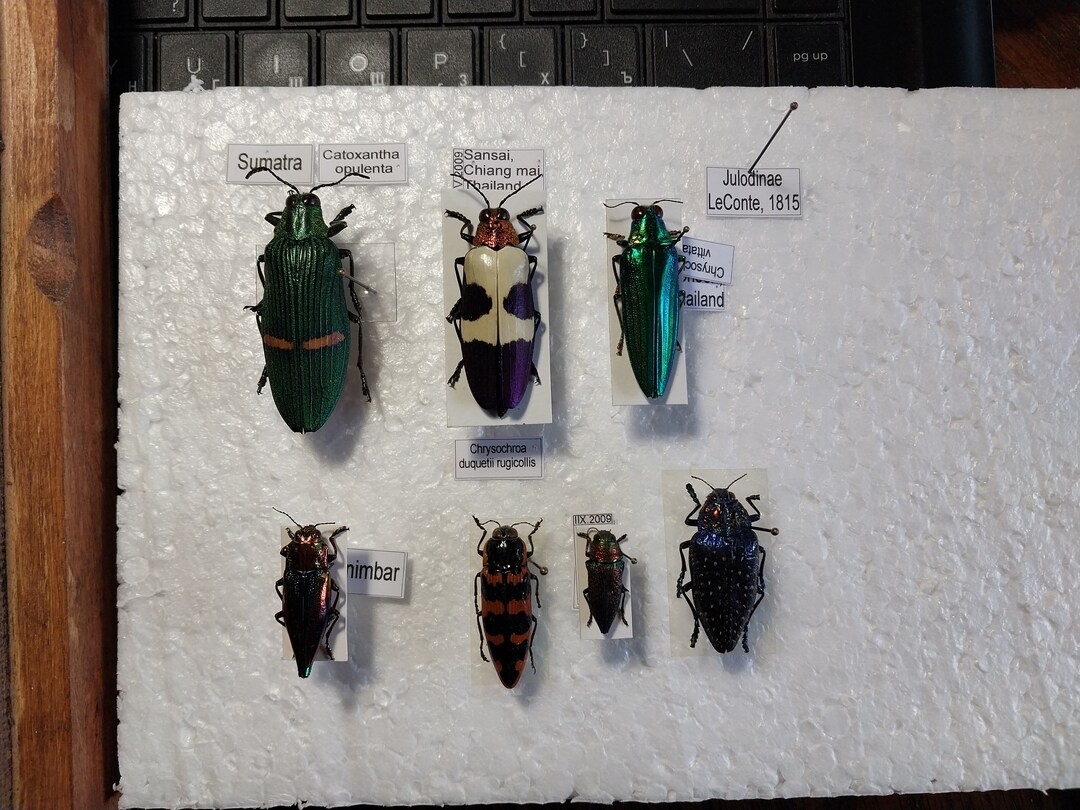 Beetles Gems, SET 7 Pcs, Buprestidae, REAL Dry Spread Unmounted Beetles ...