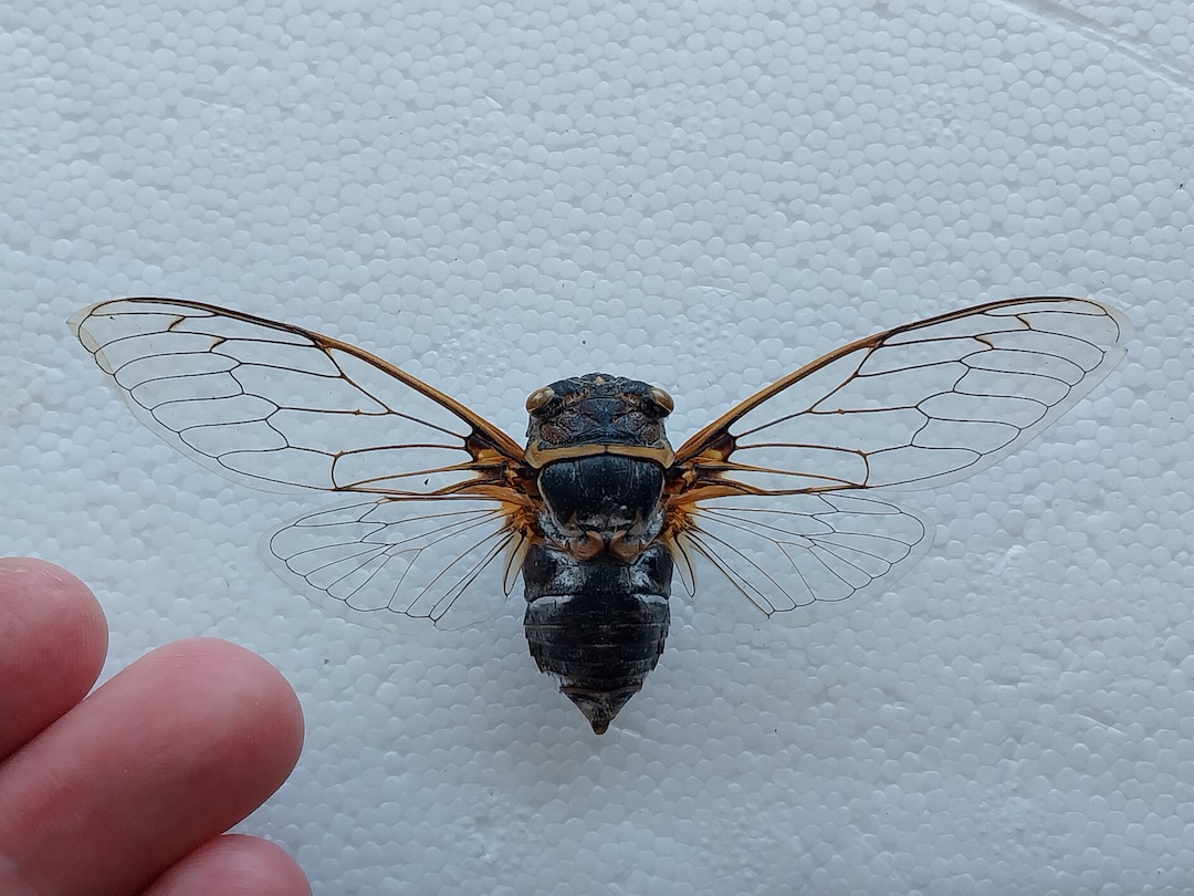 Cicada, Real Dry Cicada From S. Ukraine, Dry Spread Mounted Cicada ...