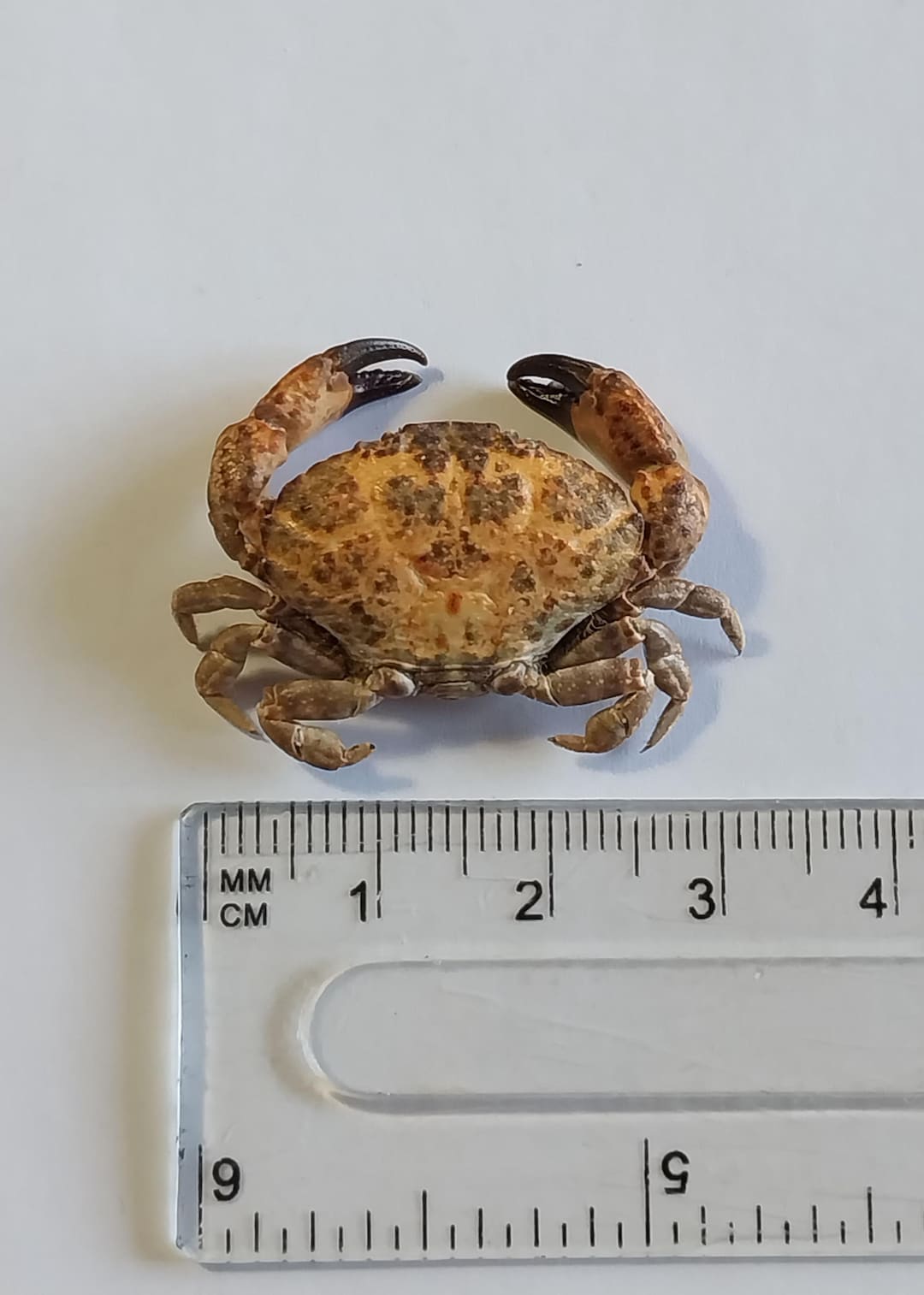 Сrab, Real Crab Xantho Poressa, Real Dry Spread Stone Crab From S ...