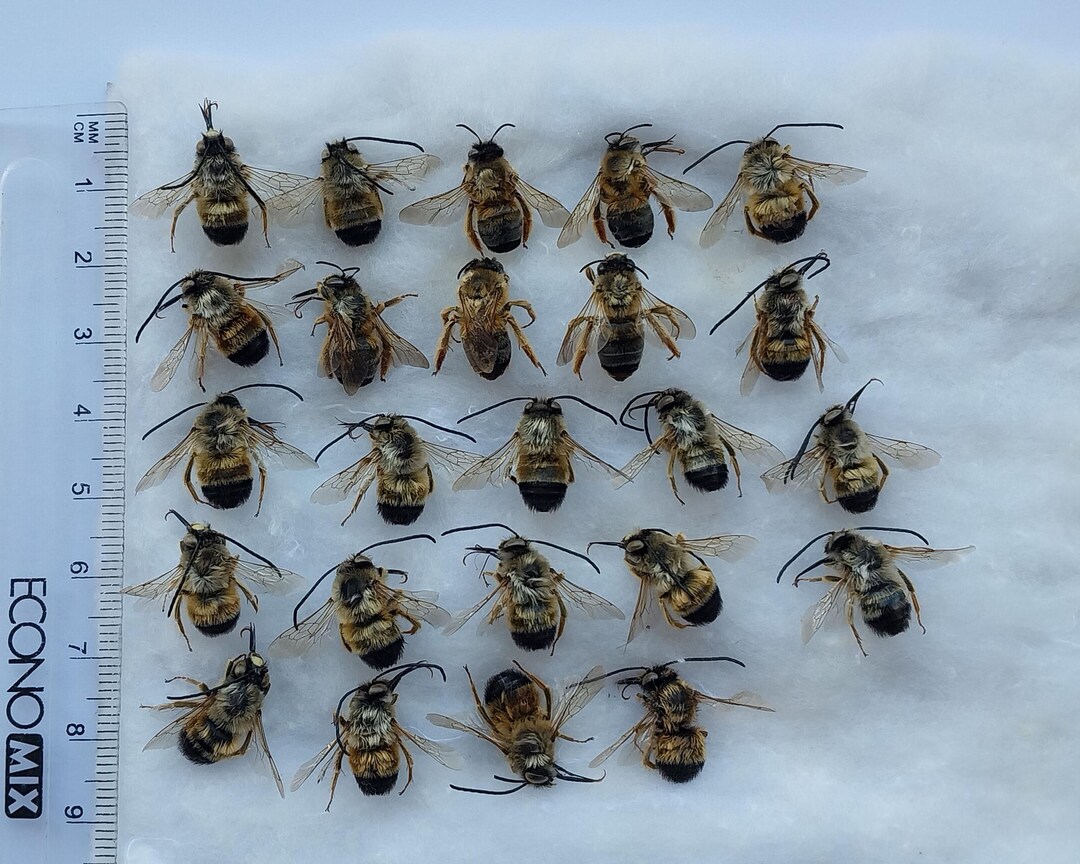 Hymenoptera Set of 24 Pcs, Real Dry Unspread Unmounted Wild Bees, for ...