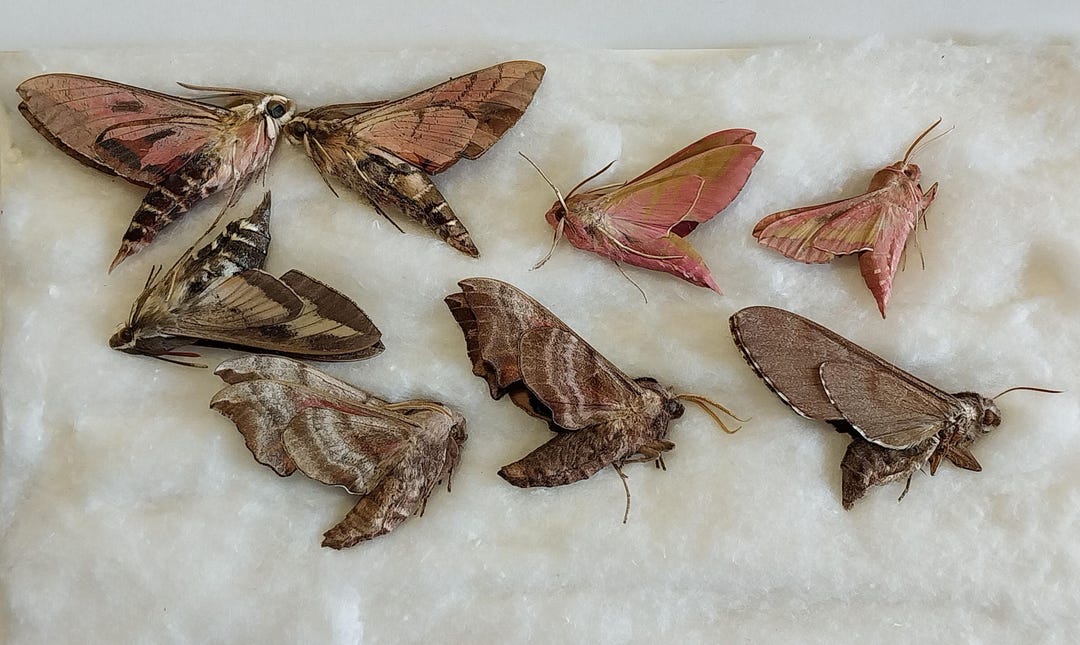 Sphingidae SET 8 Pcs, Dry Unspread Unmounted Hawk Moths, Dry Hawk Moths ...